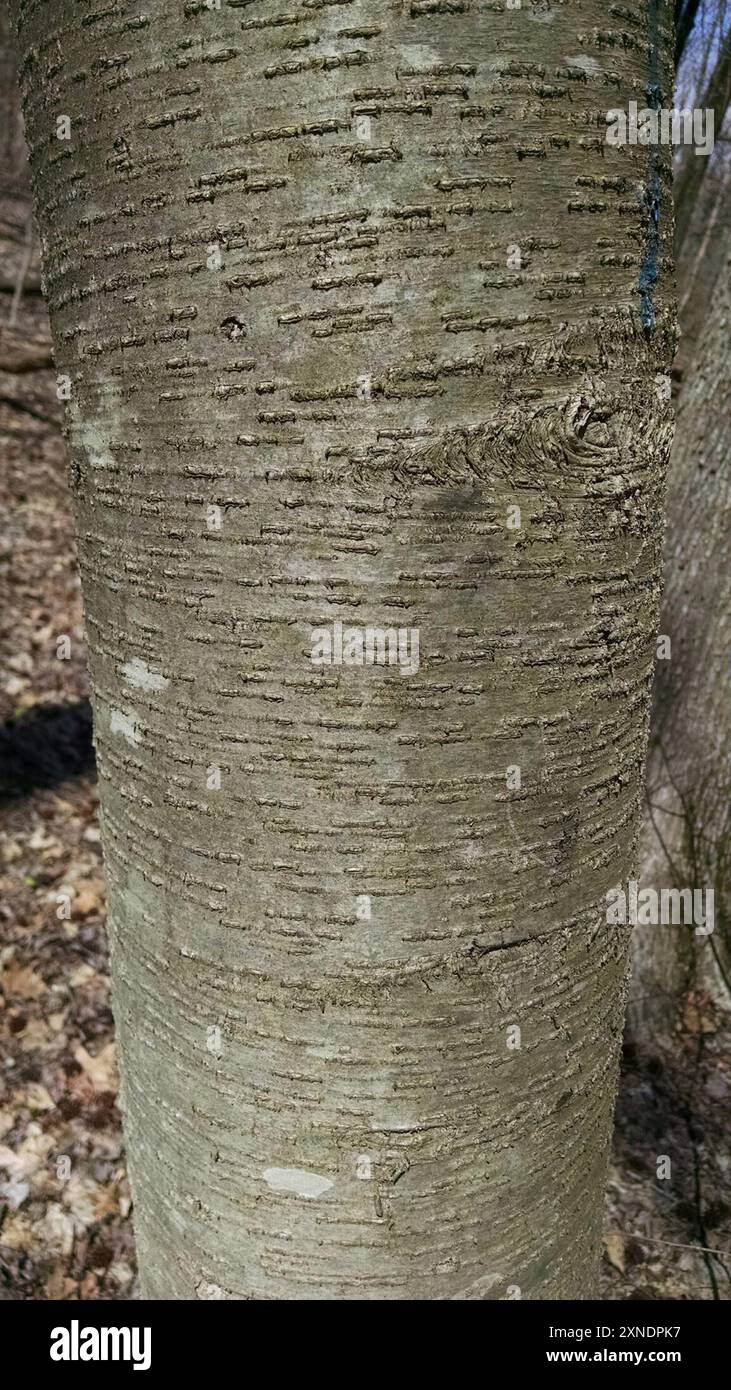 sweet birch (Betula lenta) Plantae Stock Photo - Alamy
