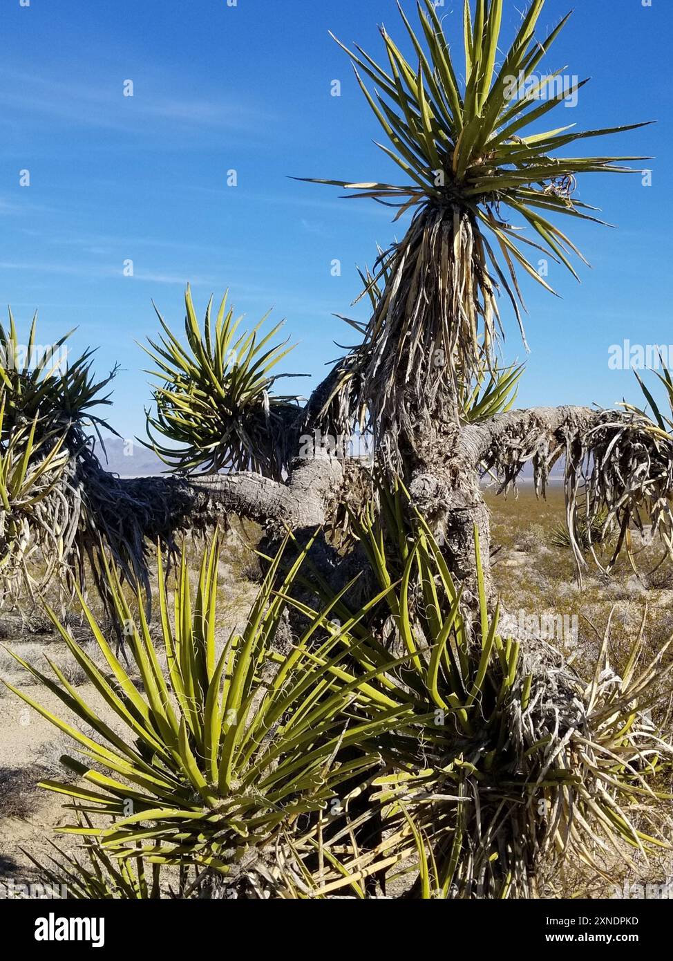 Mojave Yucca (Yucca schidigera) Plantae Stock Photo - Alamy