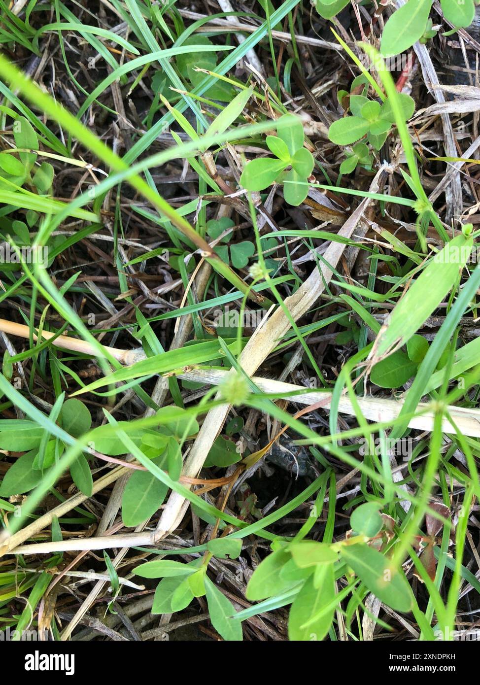 Shortleaf Spikesedge (Cyperus brevifolius) Plantae Stock Photo - Alamy