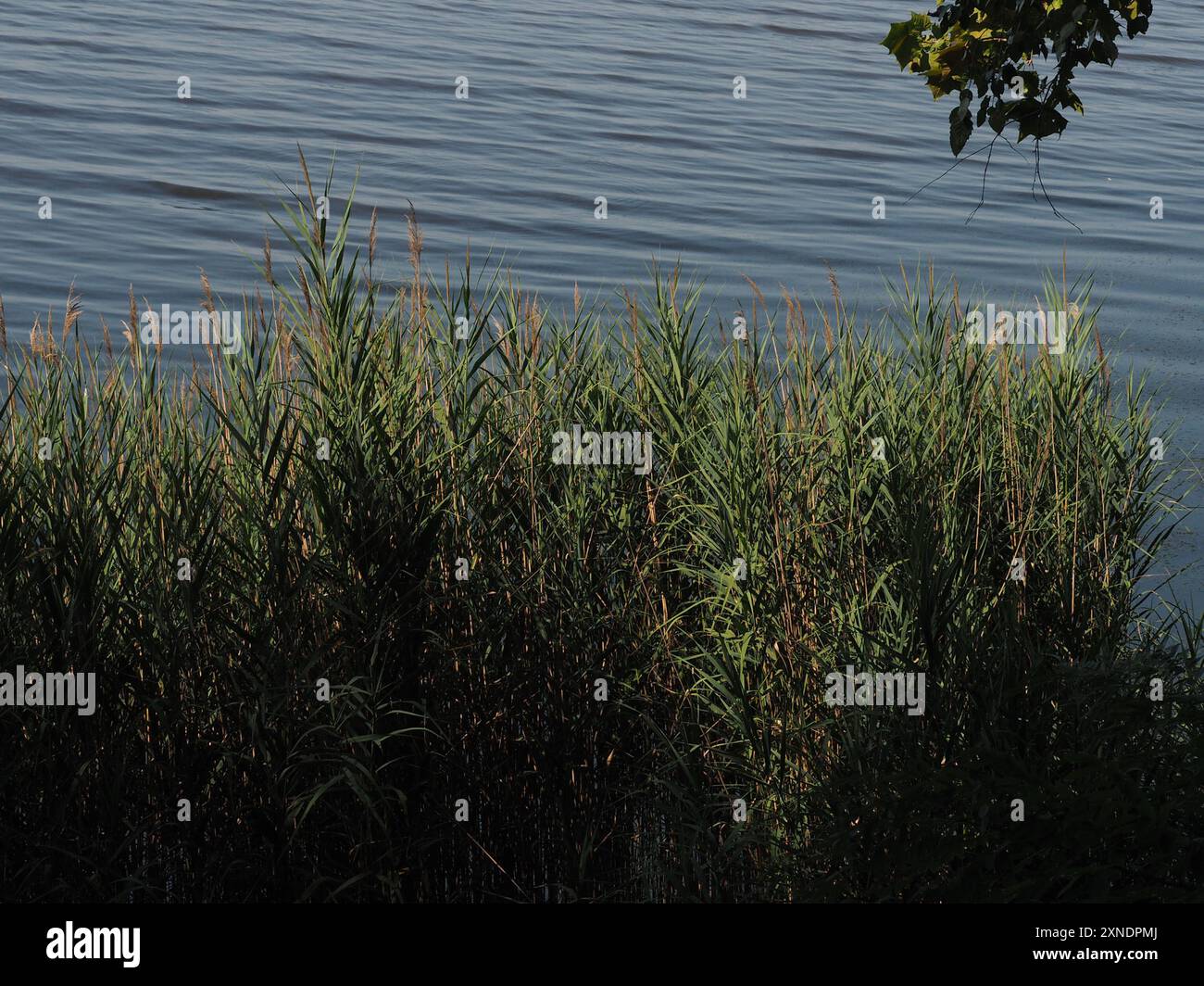 common reed (Phragmites australis) Plantae Stock Photo - Alamy