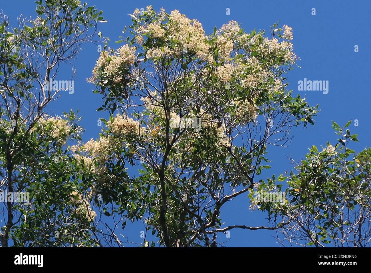 Ironwood (Olea capensis macrocarpa) Plantae Stock Photo - Alamy