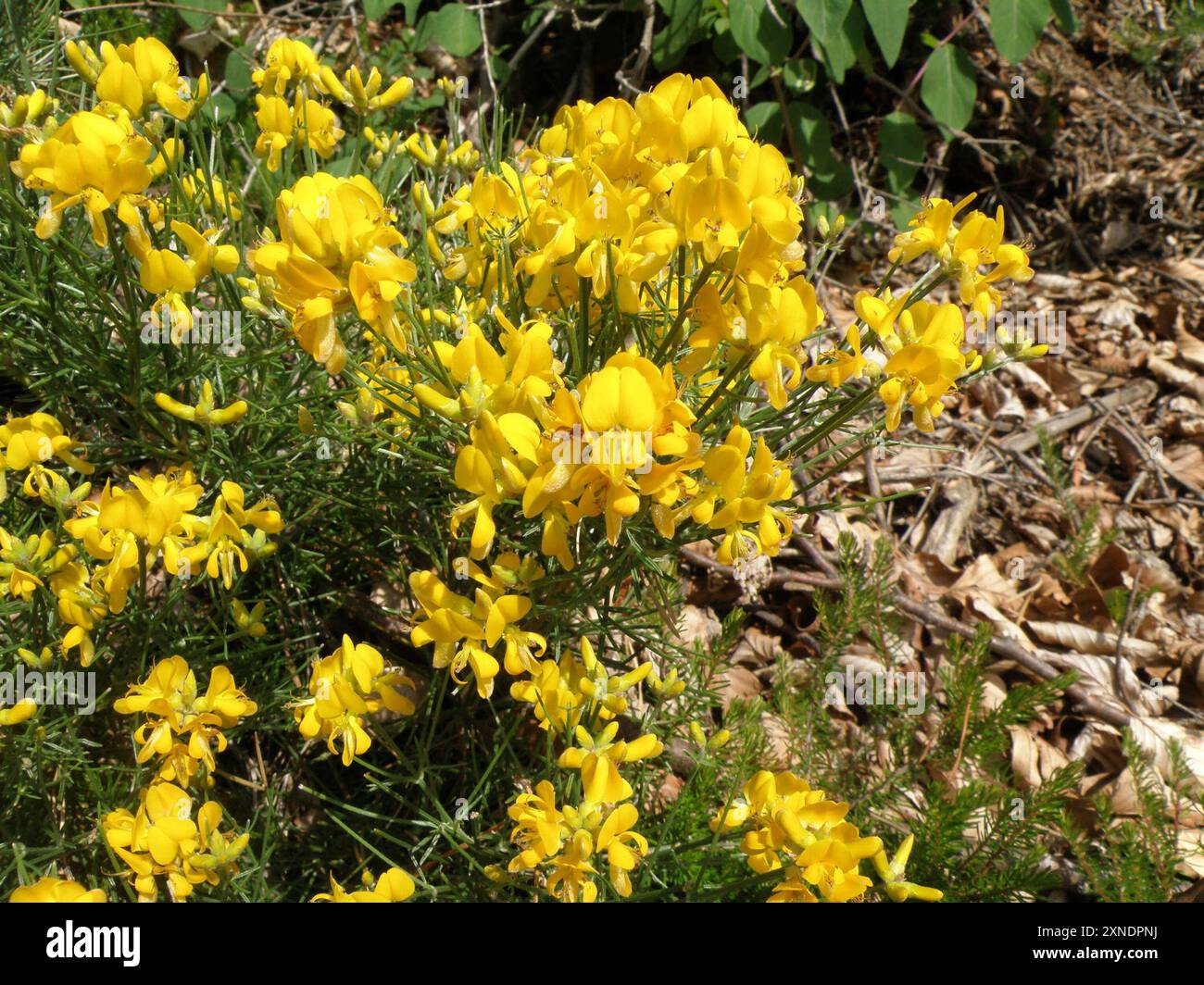 brooms, lupines, and allies (Genisteae) Plantae Stock Photo - Alamy