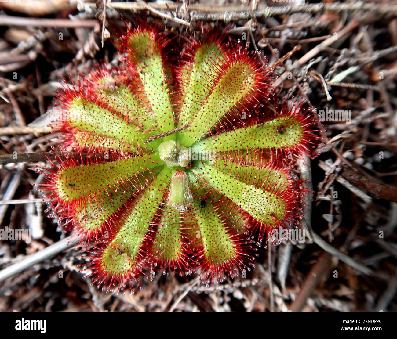 Alice Sundew (Drosera aliciae) Plantae Stock Photo - Alamy