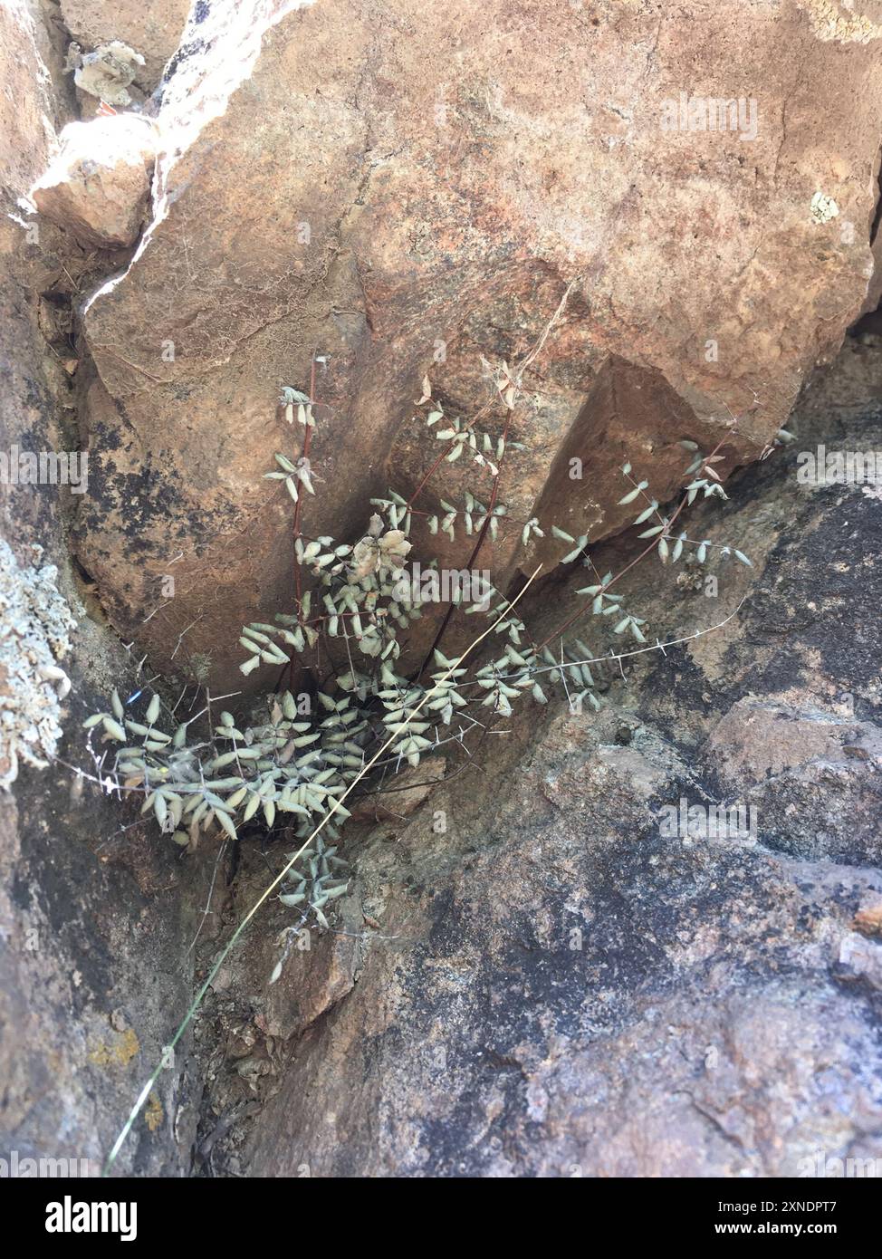 spiny cliff-brake (Pellaea truncata) Plantae Stock Photo - Alamy
