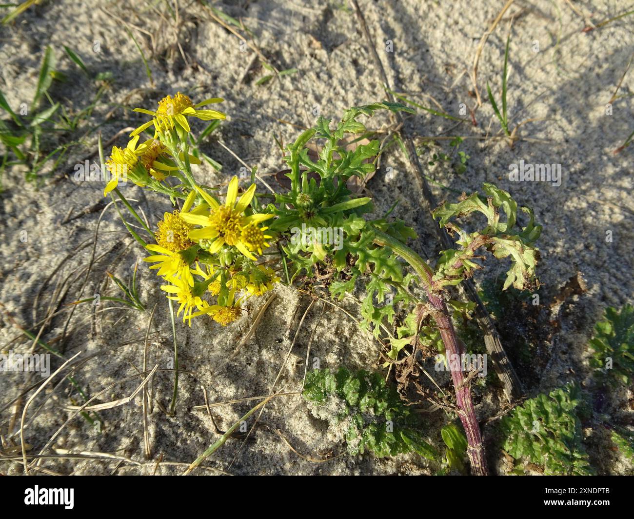 Oxford Ragwort (Senecio squalidus) Plantae Stock Photo - Alamy