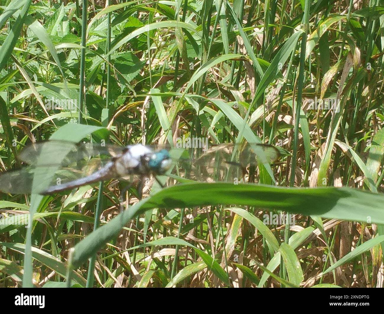 Great Blue Skimmer (Libellula vibrans) Insecta Stock Photo - Alamy