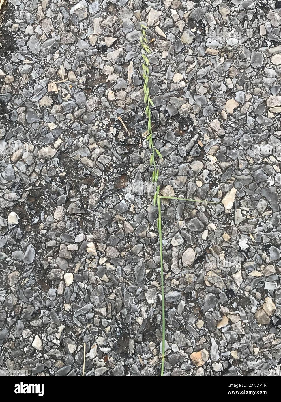Sideoats Grama (Bouteloua curtipendula) Plantae Stock Photo - Alamy