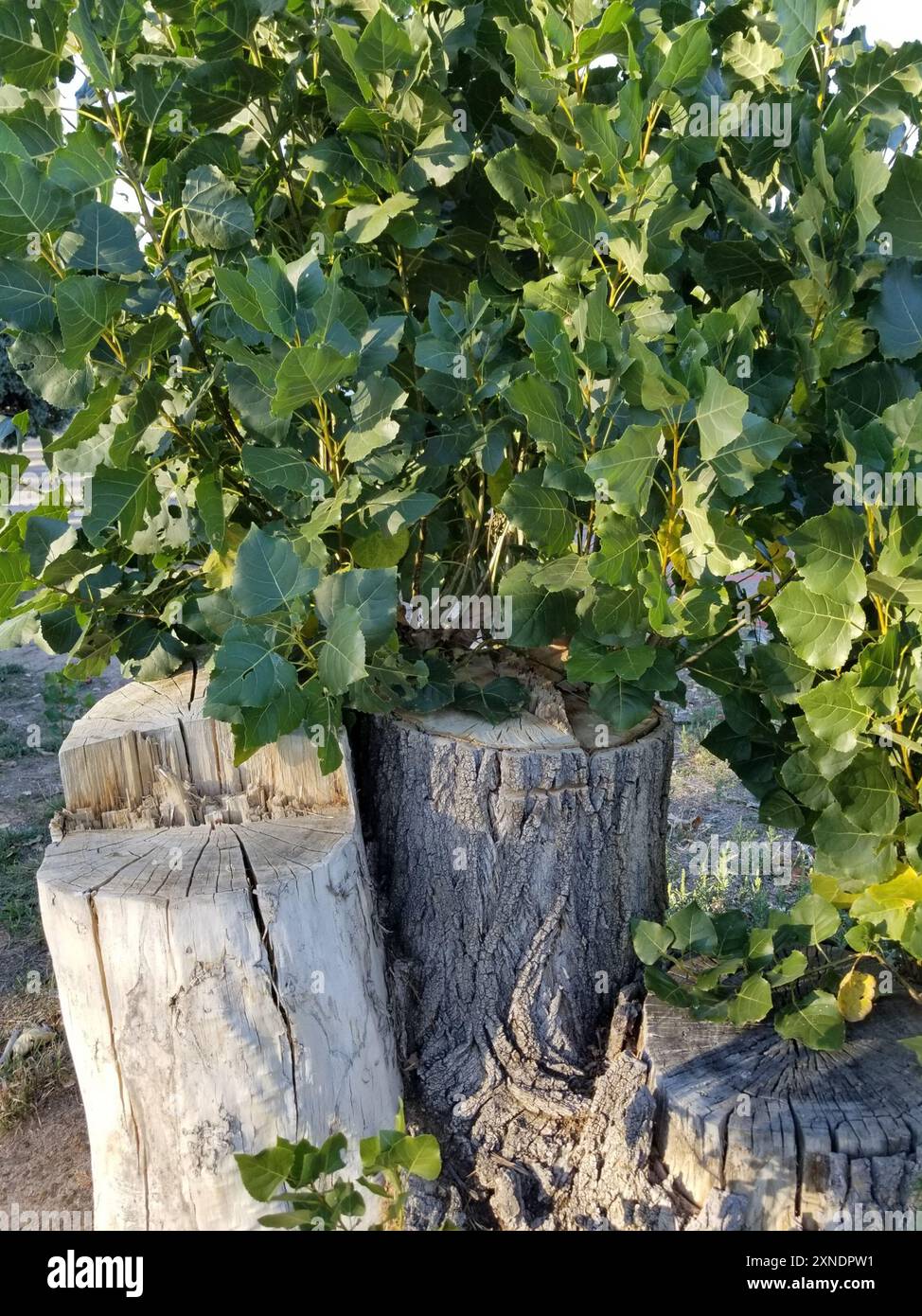 Eastern Cottonwood (Populus deltoides) Plantae Stock Photo - Alamy