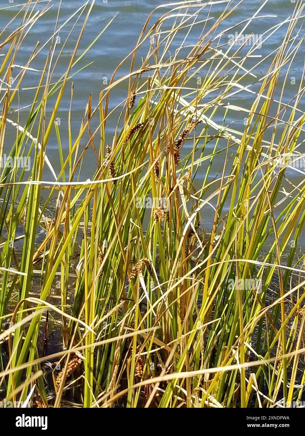 water sedge (Carex aquatilis) Plantae Stock Photo - Alamy