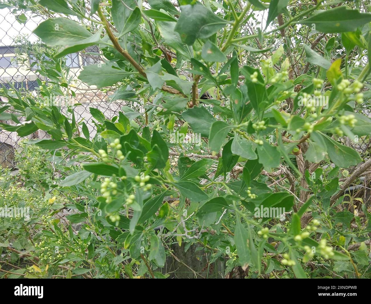 groundsel tree (Baccharis halimifolia) Plantae Stock Photo - Alamy