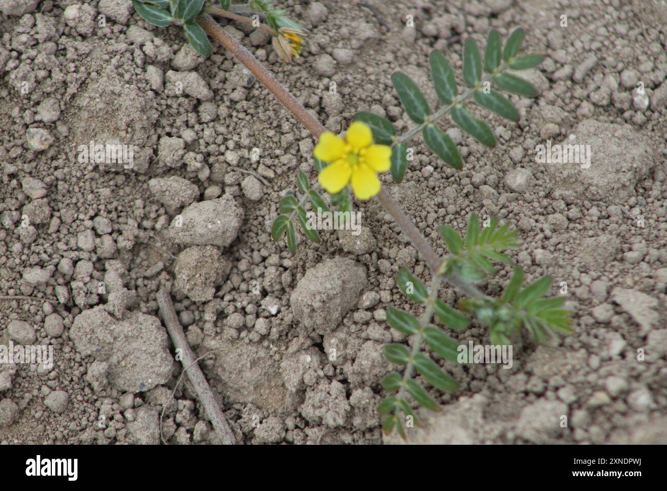 puncture vine (Tribulus terrestris) Plantae Stock Photo - Alamy