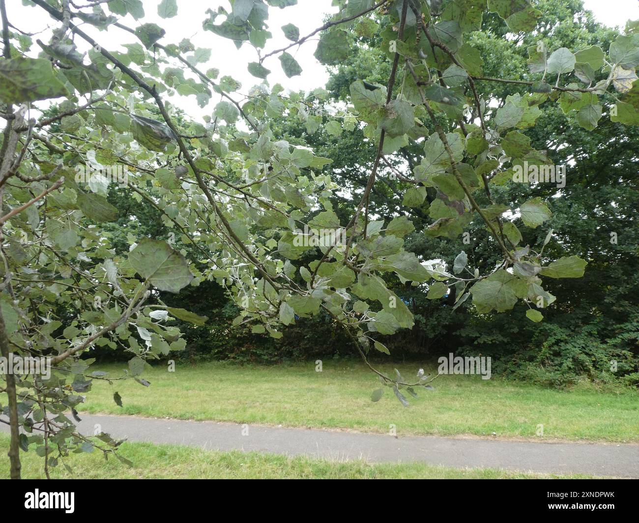 white poplar (Populus alba) Plantae Stock Photo - Alamy