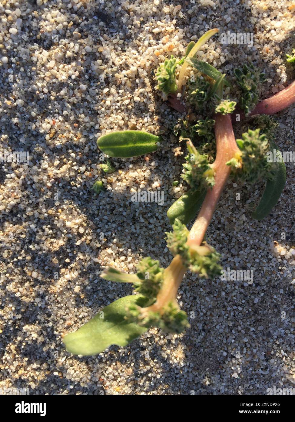 procumbent pigweed (Amaranthus blitoides) Plantae Stock Photo - Alamy