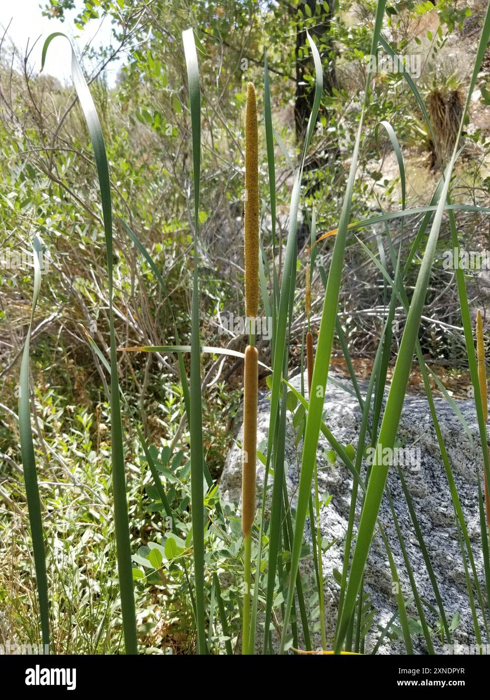 southern cattail (Typha domingensis) Plantae Stock Photo - Alamy
