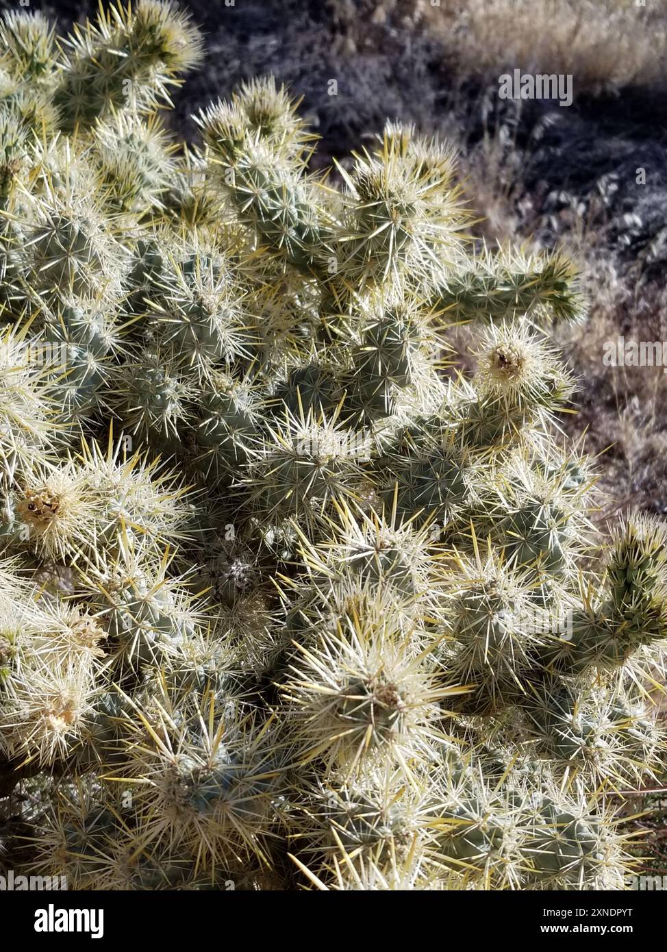 Silver Cholla (Cylindropuntia echinocarpa) Plantae Stock Photo - Alamy