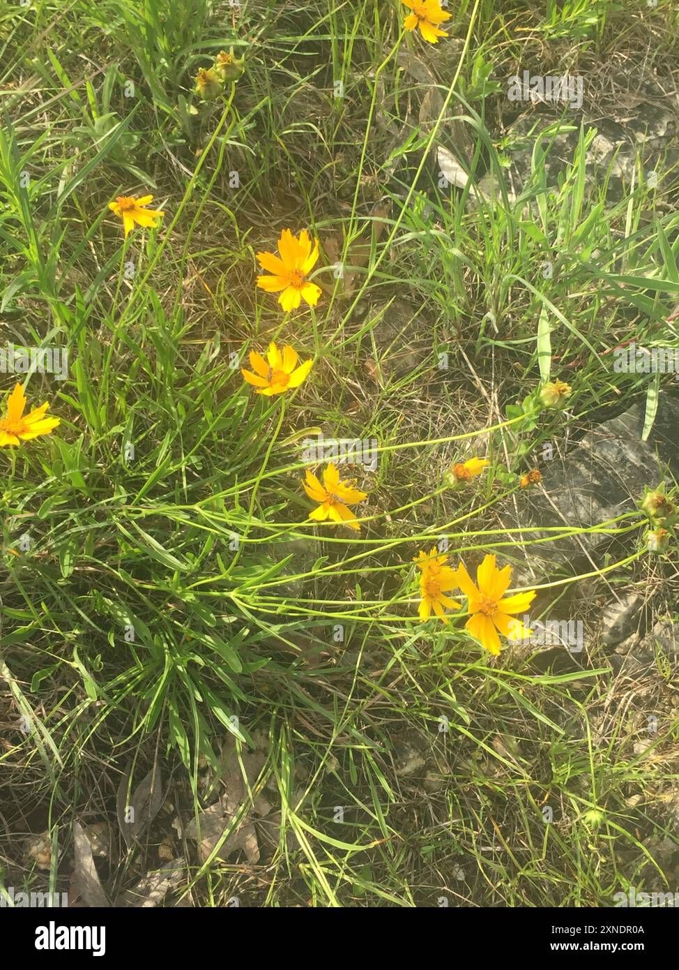 Lance-leaved Coreopsis (Coreopsis lanceolata) Plantae Stock Photo - Alamy