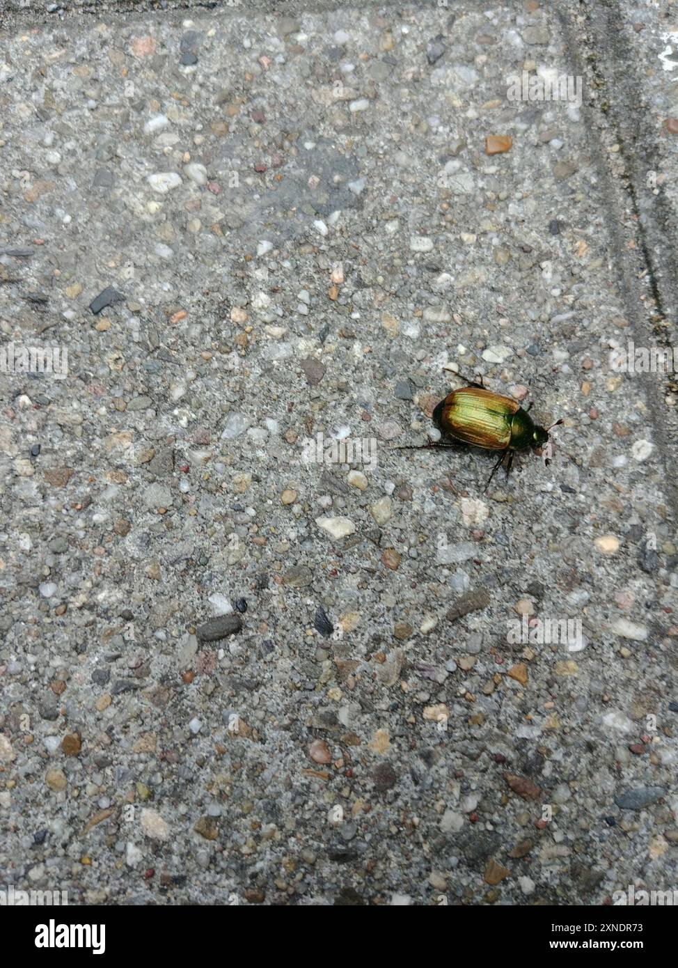 Dune Chafer (Anomala dubia) Insecta Stock Photo - Alamy