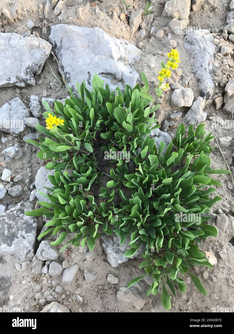 Sticky Goldenrod (Solidago simplex) Plantae Stock Photo - Alamy