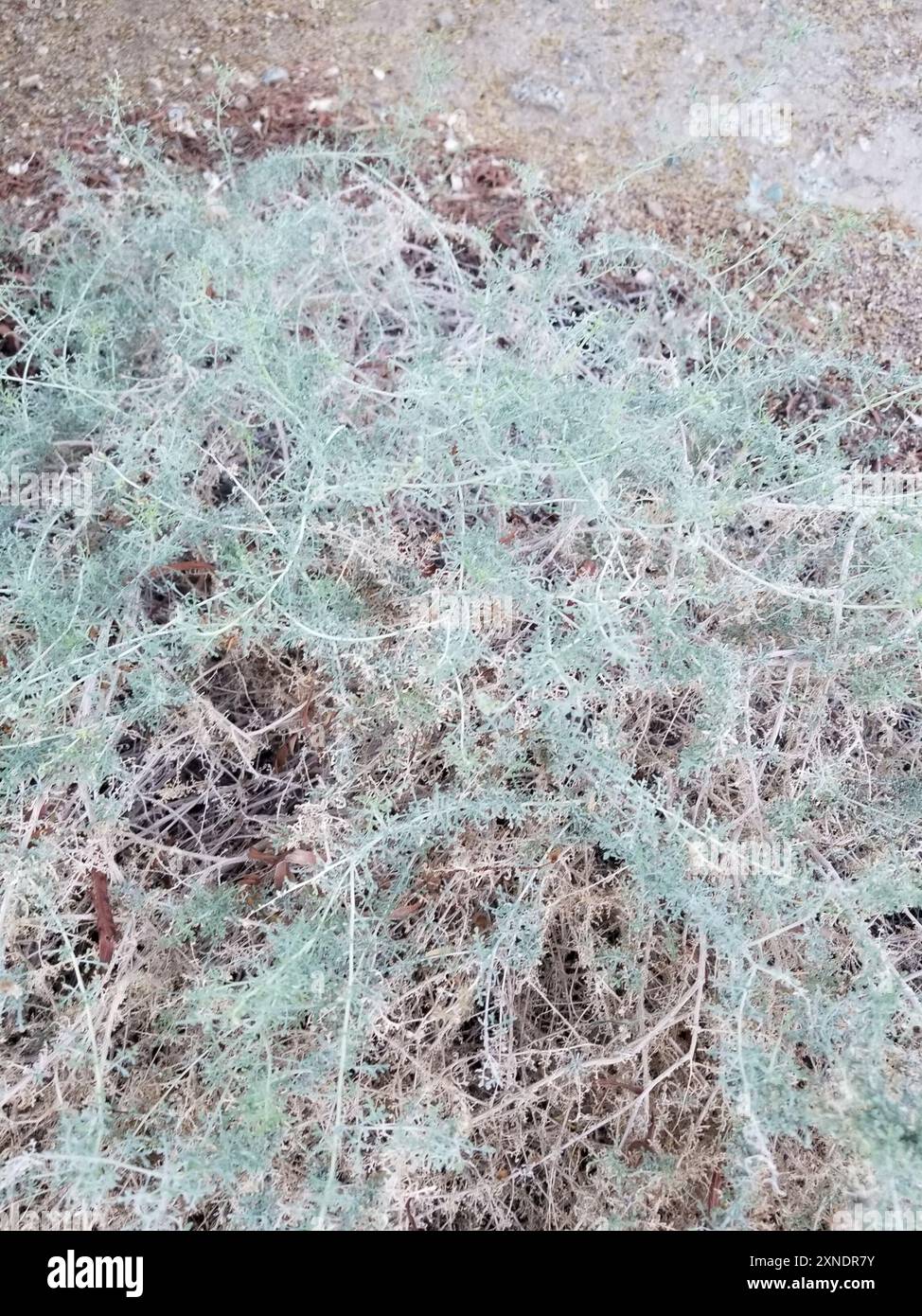 Burrobush (Ambrosia dumosa) Plantae Stock Photo - Alamy