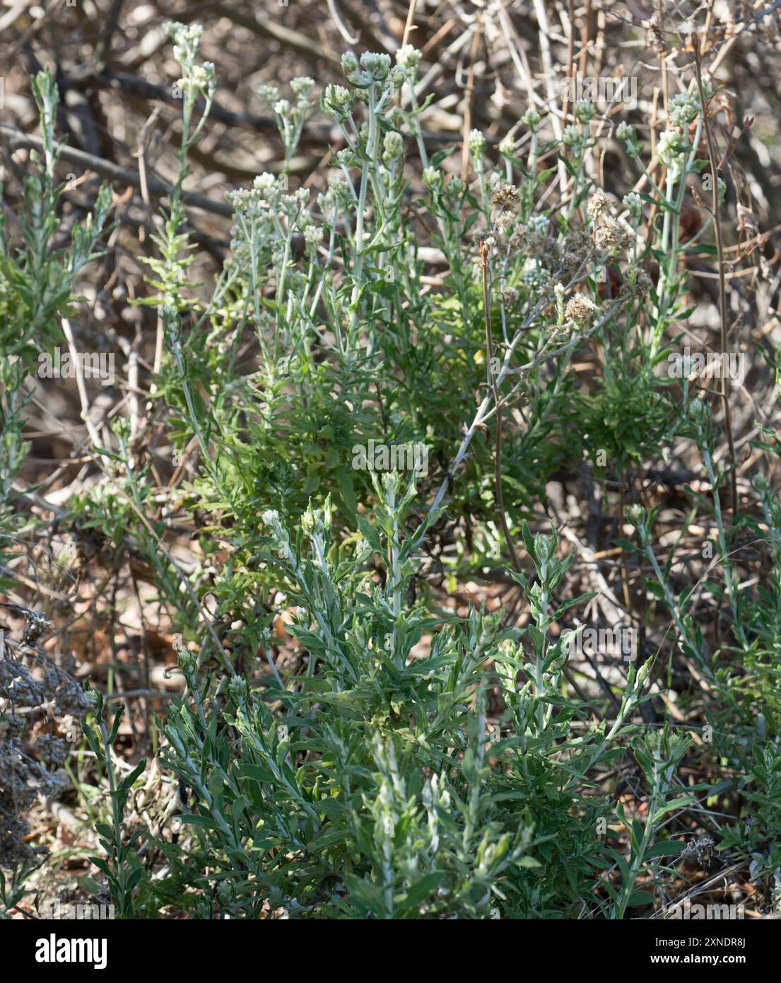 two-color rabbit tobacco (Pseudognaphalium biolettii) Plantae Stock ...