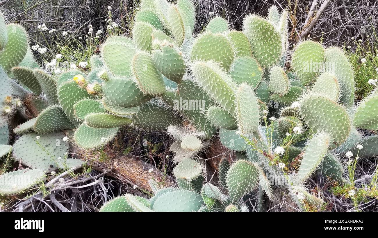 Arborescent Pricklypear (Opuntia leucotricha) Plantae Stock Photo - Alamy