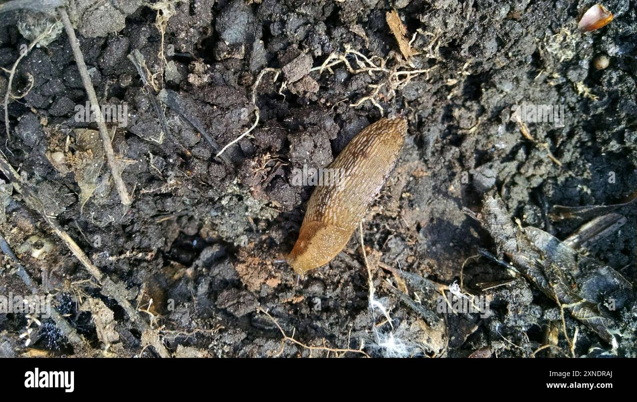 Western Dusky Slug (Arion subfuscus) Mollusca Stock Photo - Alamy