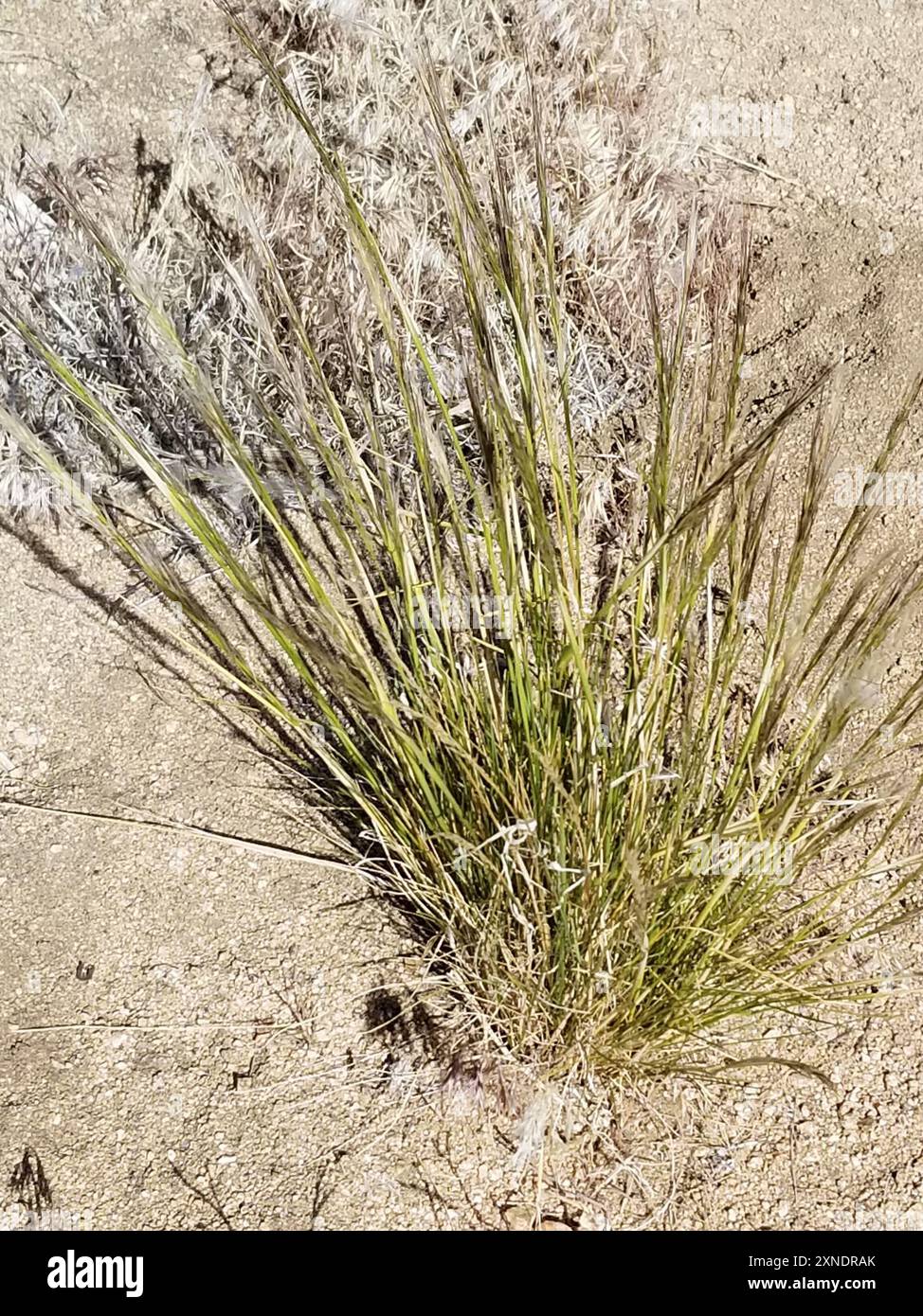 Desert Needlegrass (Pappostipa speciosa) Plantae Stock Photo - Alamy
