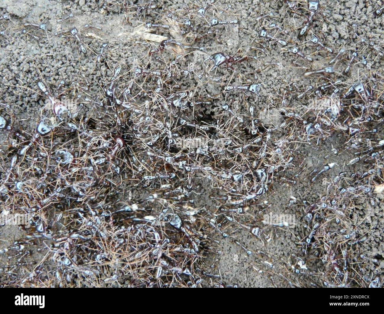 Dorylus ants hi-res stock photography and images - Alamy