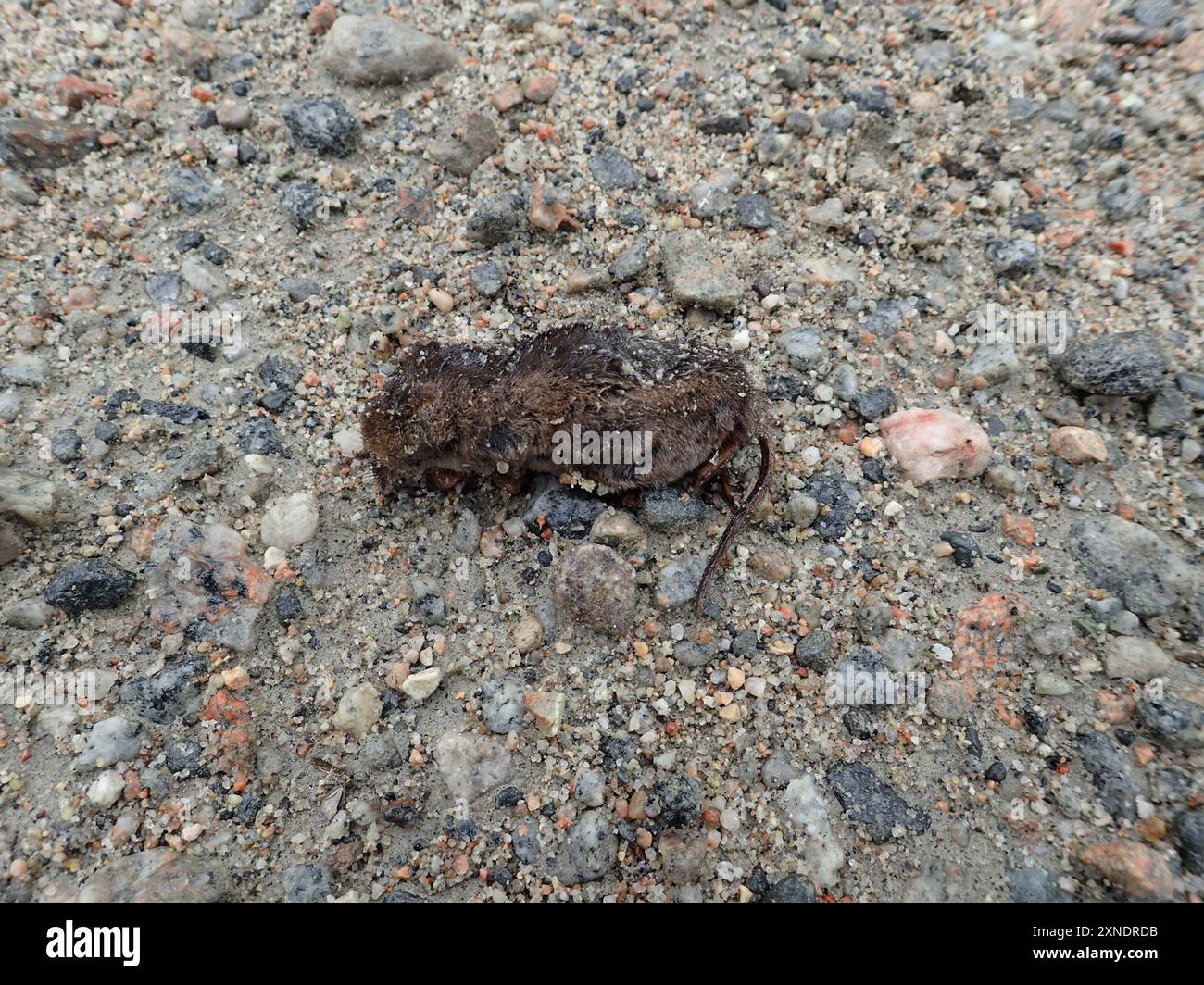 Arctic Shrew (Sorex arcticus) Mammalia Stock Photo - Alamy