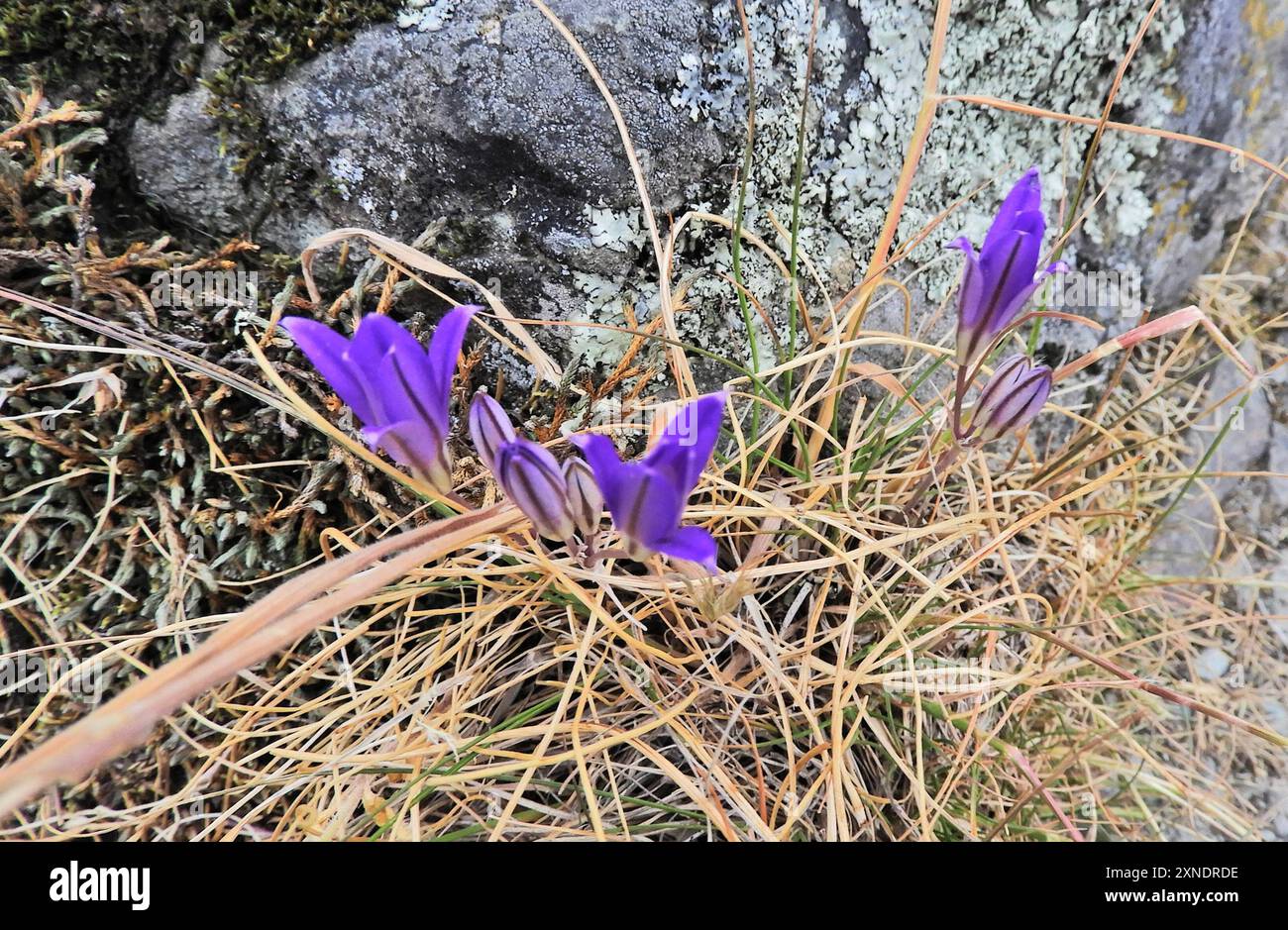 crown brodiaea (Brodiaea coronaria) Plantae Stock Photo - Alamy
