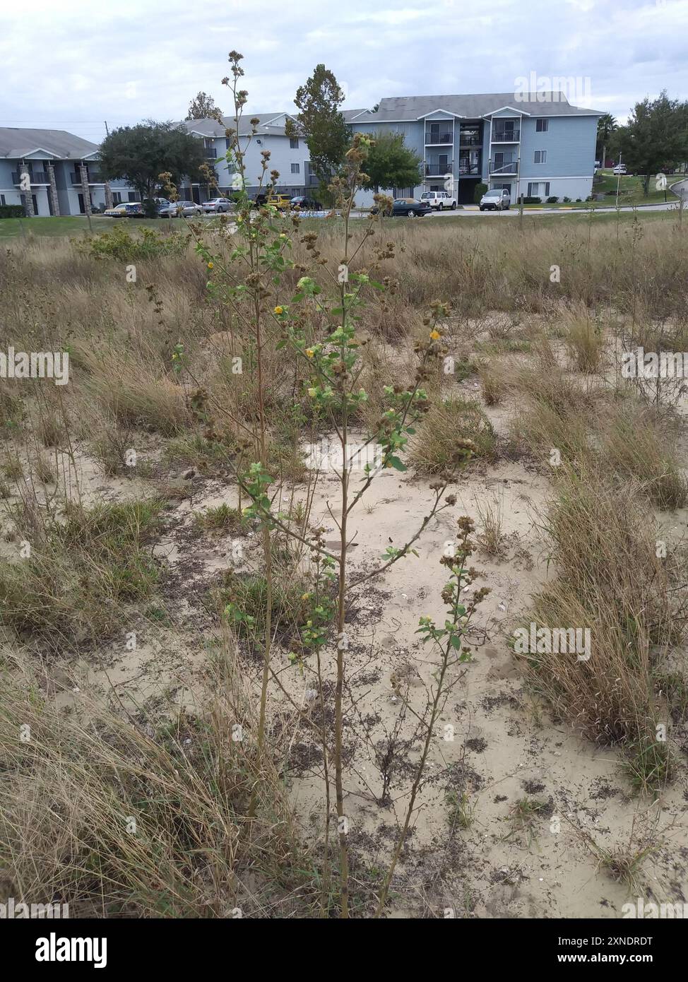 flannel weed (Sida cordifolia) Plantae Stock Photo - Alamy