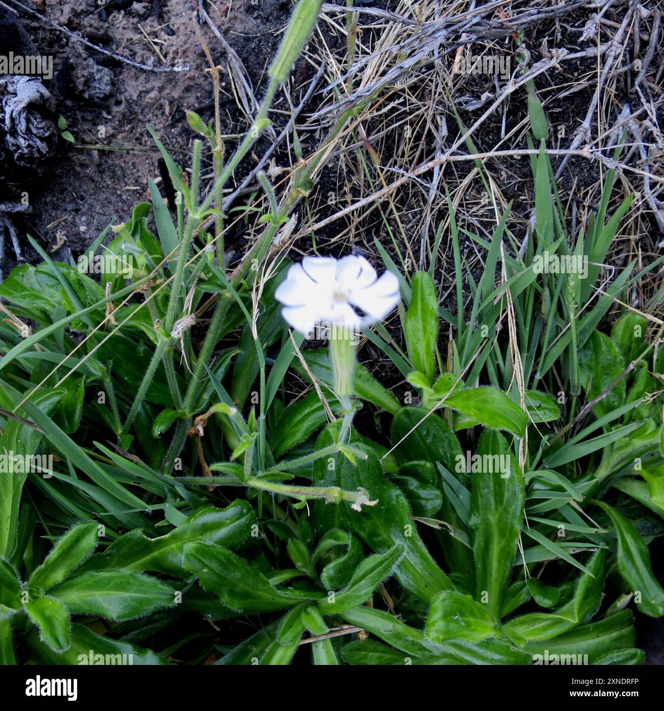 African dream root (Silene undulata) Plantae Stock Photo - Alamy