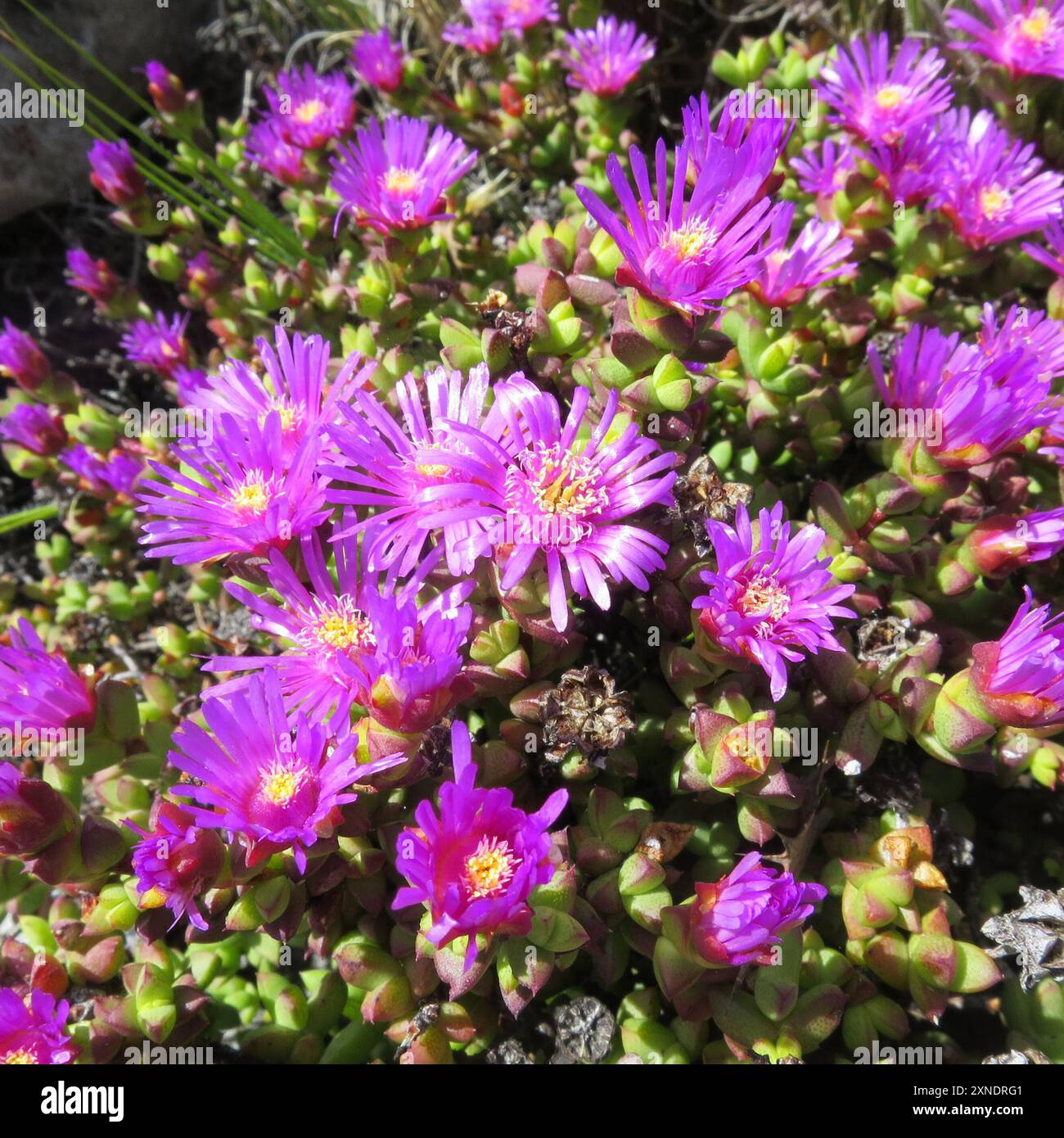 Ruschia hi-res stock photography and images - Alamy