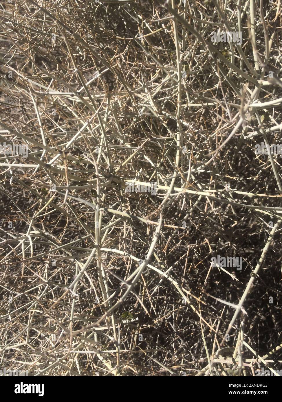 Paperbag Bush (Scutellaria mexicana) Plantae Stock Photo - Alamy