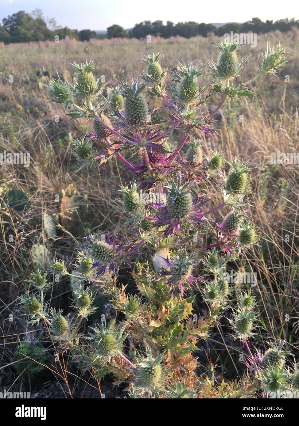 Leavenworth's eryngo (Eryngium leavenworthii) Plantae Stock Photo - Alamy