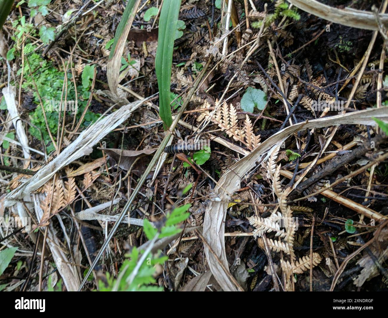 Camel Crickets, Cave Crickets, and Cave Wēta (Rhaphidophoridae) Insecta ...