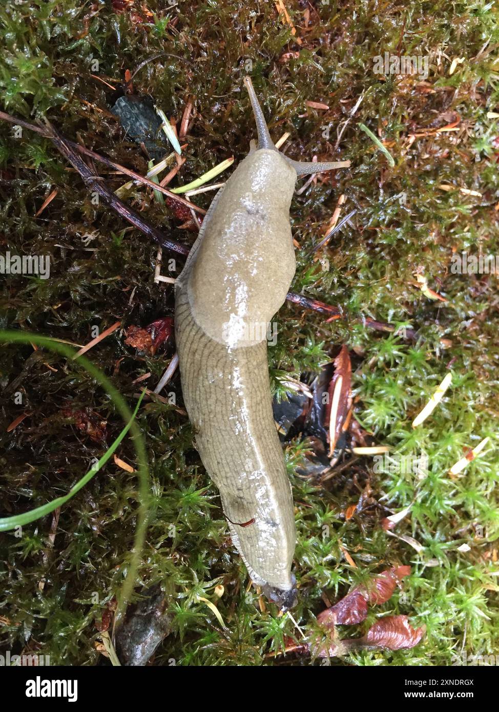 Pacific Banana Slug (Ariolimax columbianus) Mollusca Stock Photo - Alamy