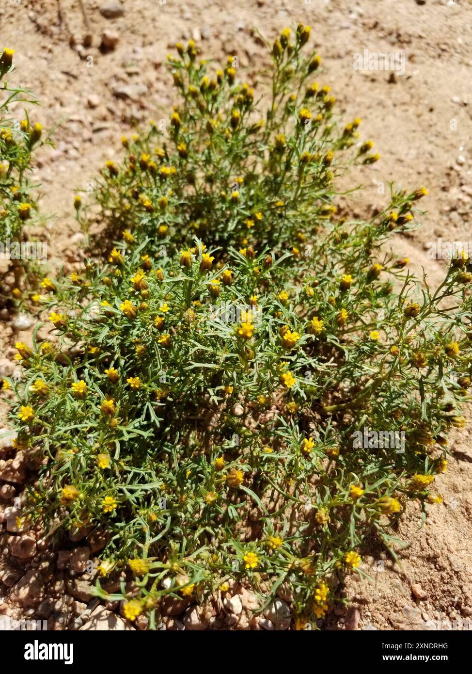 Fetid marigold (Dyssodia papposa) Plantae Stock Photo - Alamy