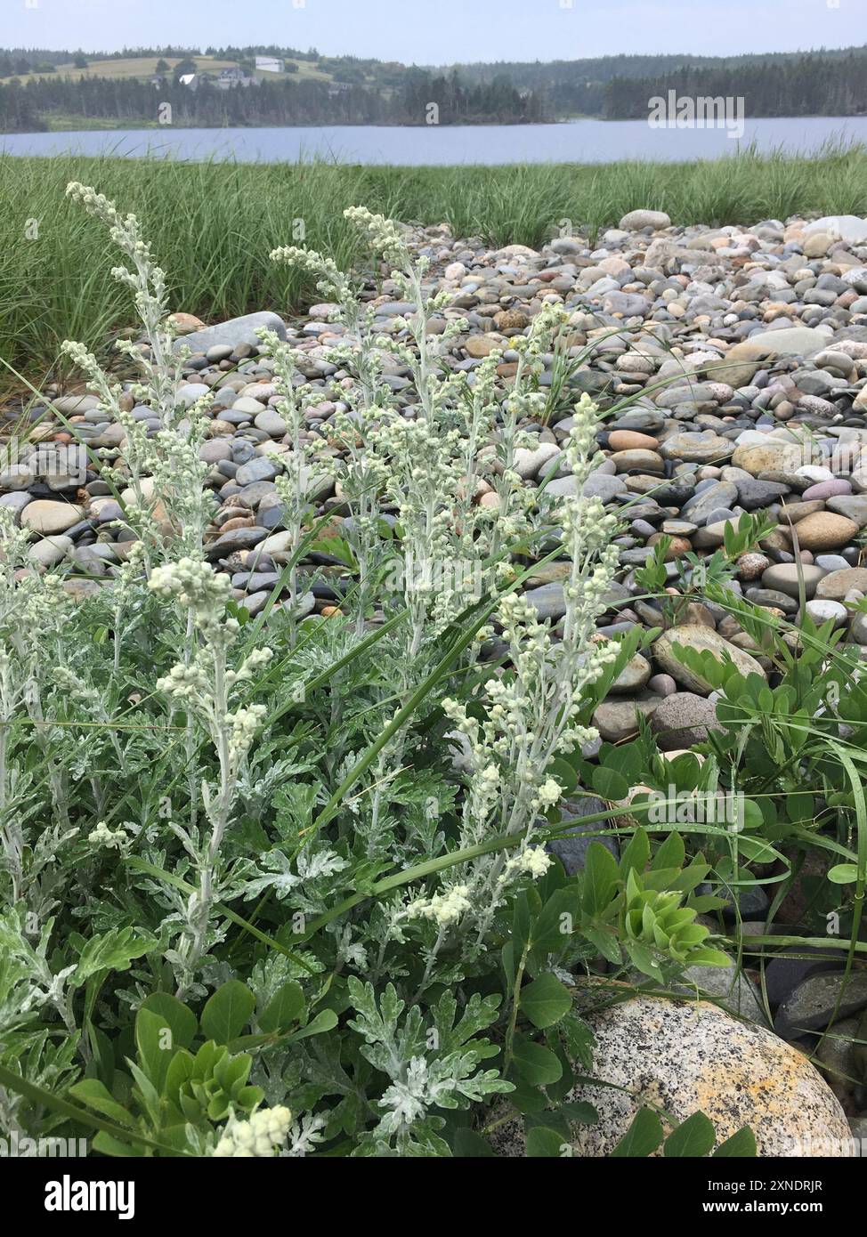 Hoary Mugwort (Artemisia stelleriana) Plantae Stock Photo - Alamy
