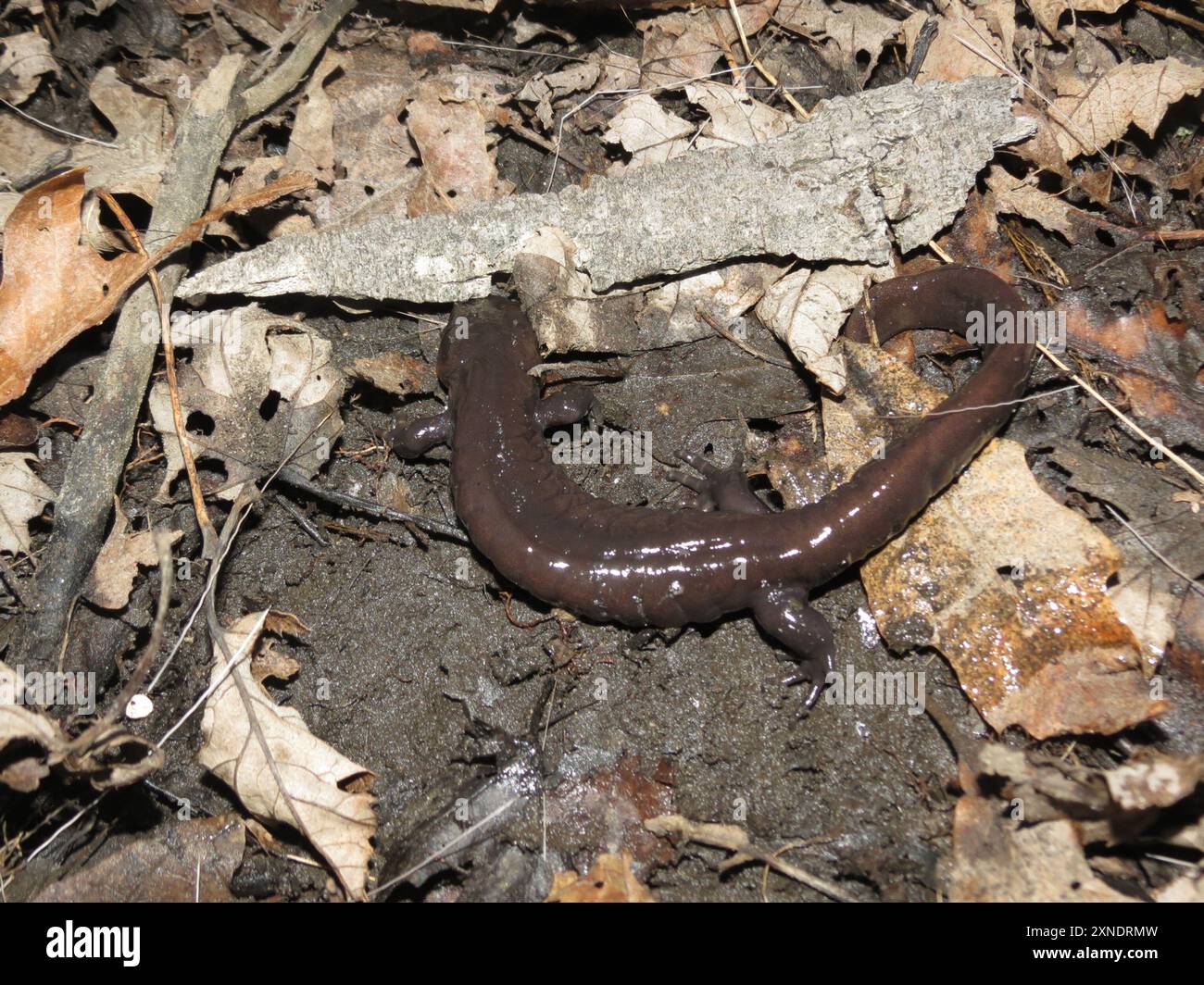 Jefferson Salamander (Ambystoma jeffersonianum) Amphibia Stock Photo ...