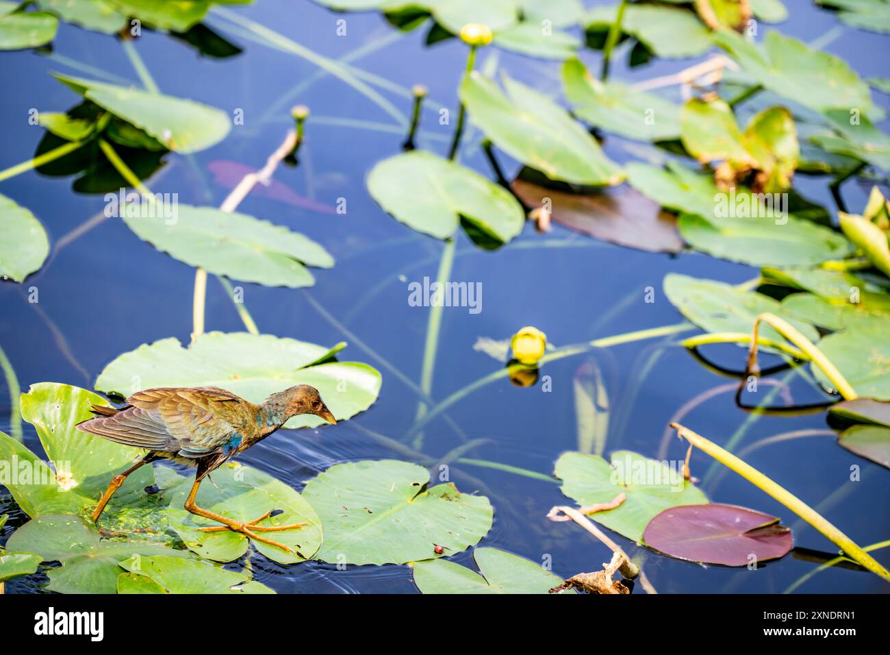 Purple Gallinule walking on lily pads in the Florida everglades Stock ...