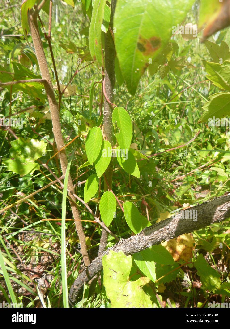 Supplejack (Berchemia scandens) Plantae Stock Photo - Alamy