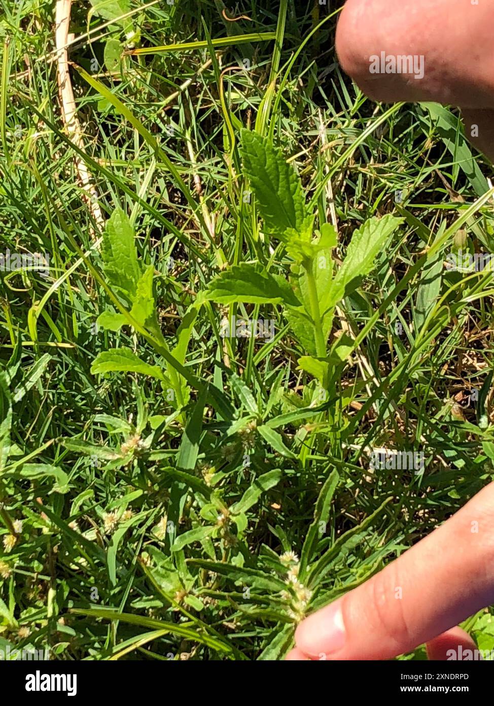plants (Plantae) Plantae Stock Photo - Alamy
