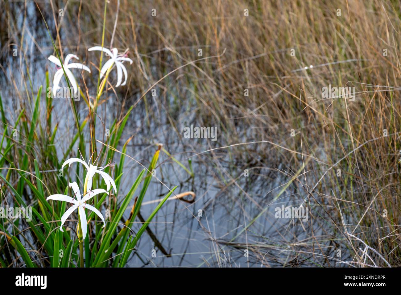 Southern Swamp Lily at the water surface of wetland swamp in the ...