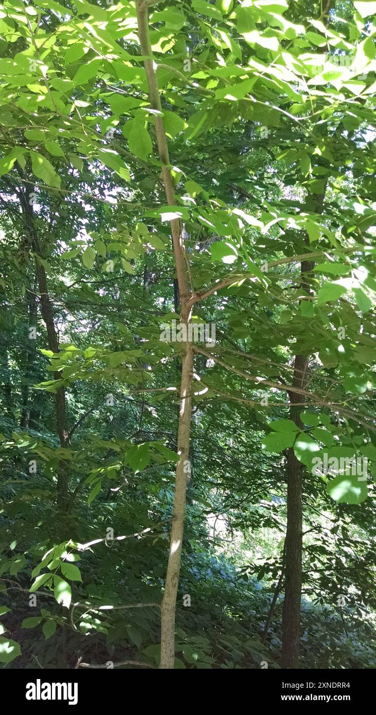 hickories (Carya) Plantae Stock Photo - Alamy
