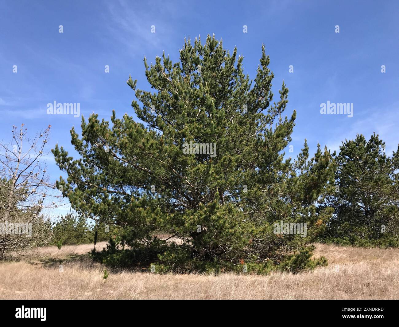 Monterey pine (Pinus radiata) Plantae Stock Photo - Alamy