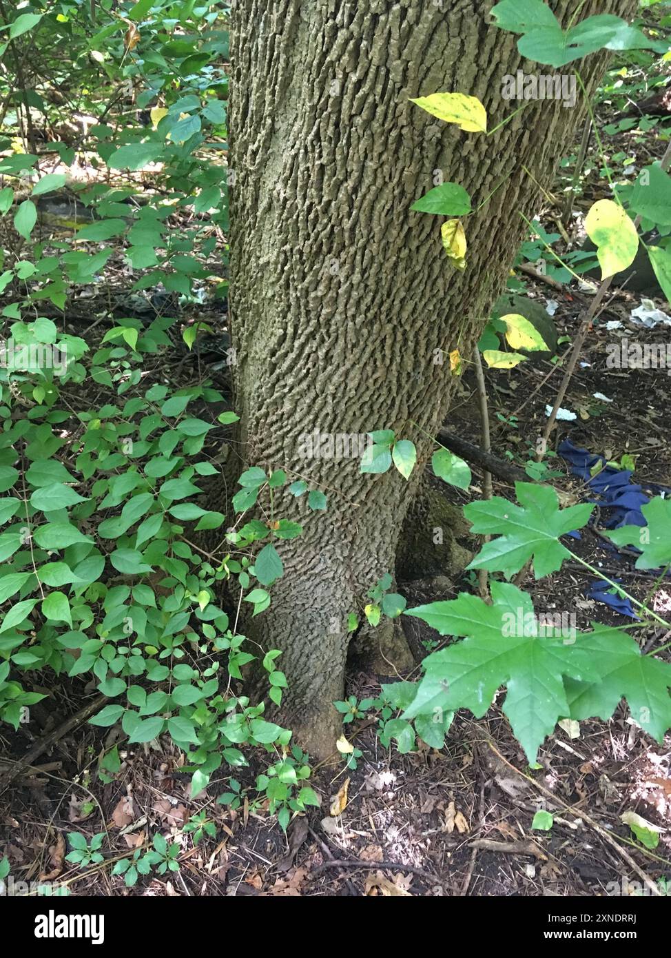 ashes (Fraxinus) Plantae Stock Photo - Alamy