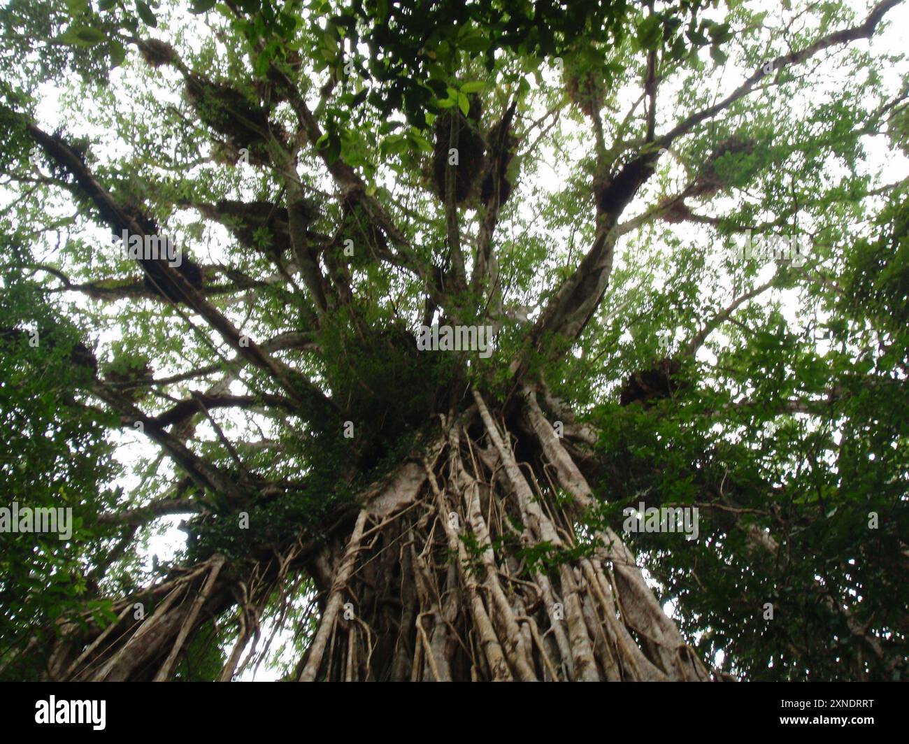 White fig (Ficus virens) Plantae Stock Photo - Alamy