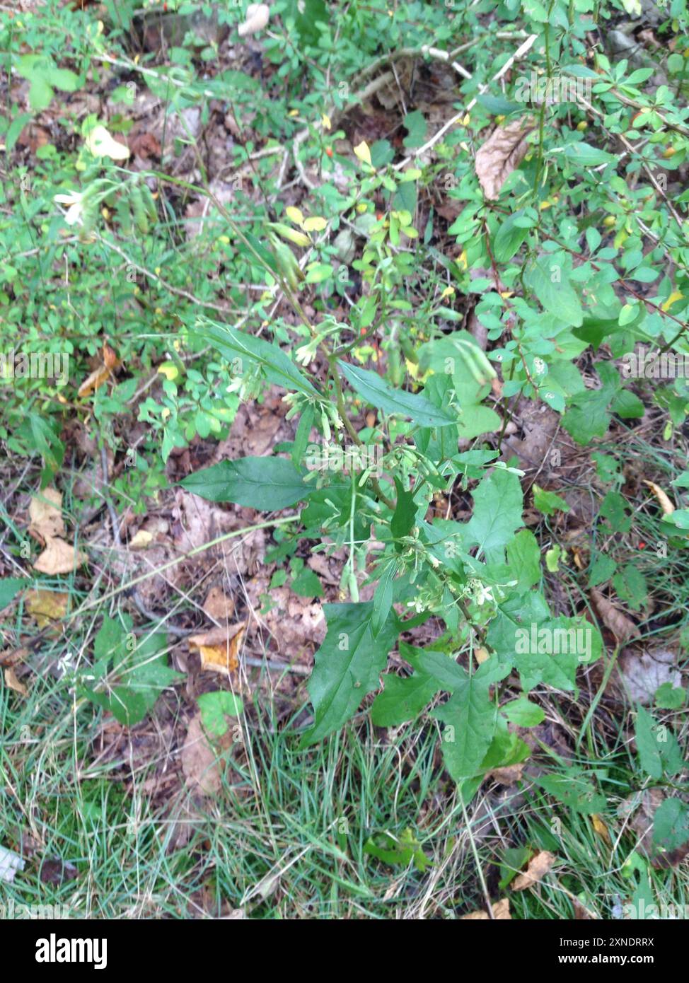 tall rattlesnake root (Nabalus altissimus) Plantae Stock Photo - Alamy
