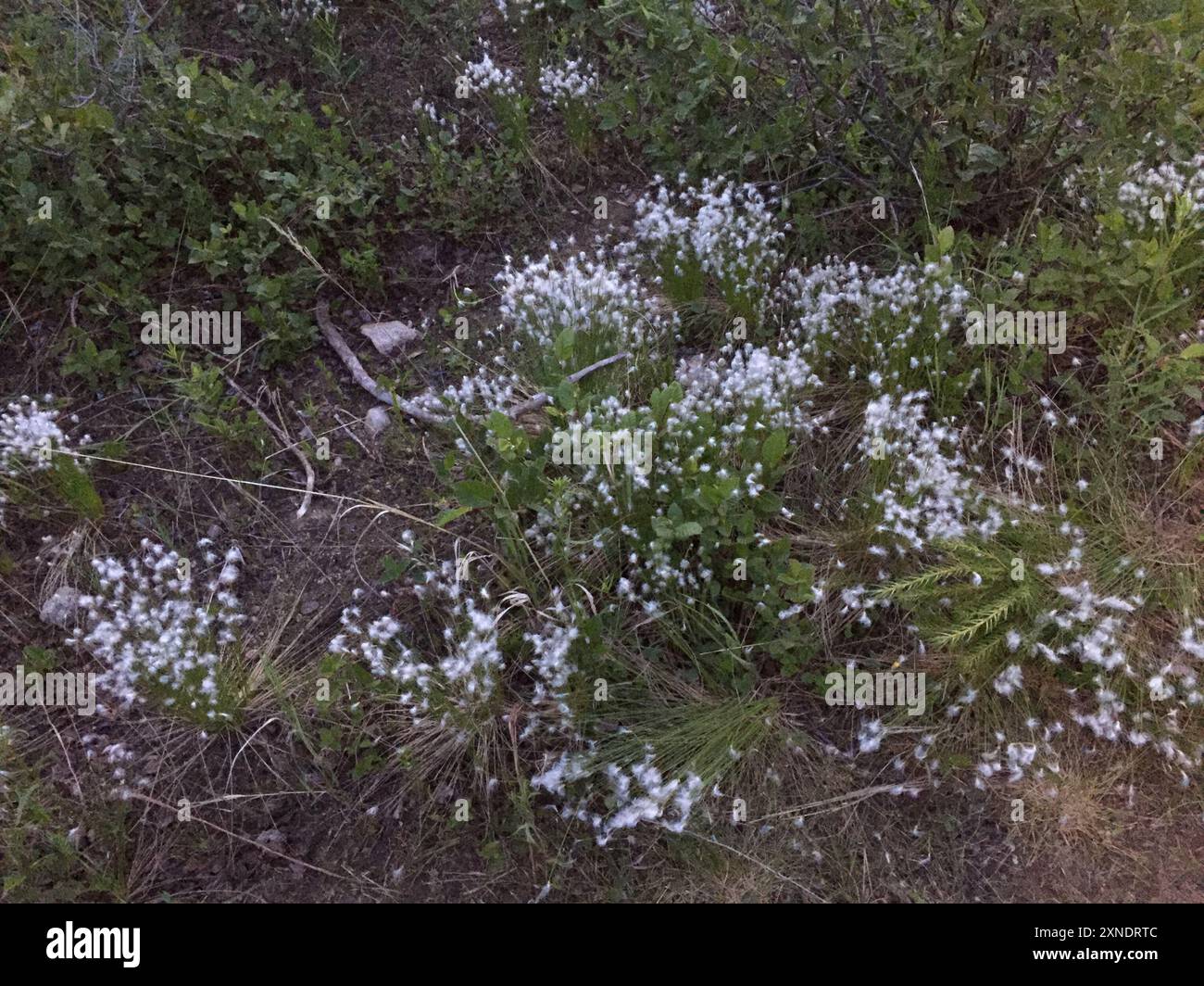 Cotton Deergrass (Trichophorum alpinum) Plantae Stock Photo - Alamy